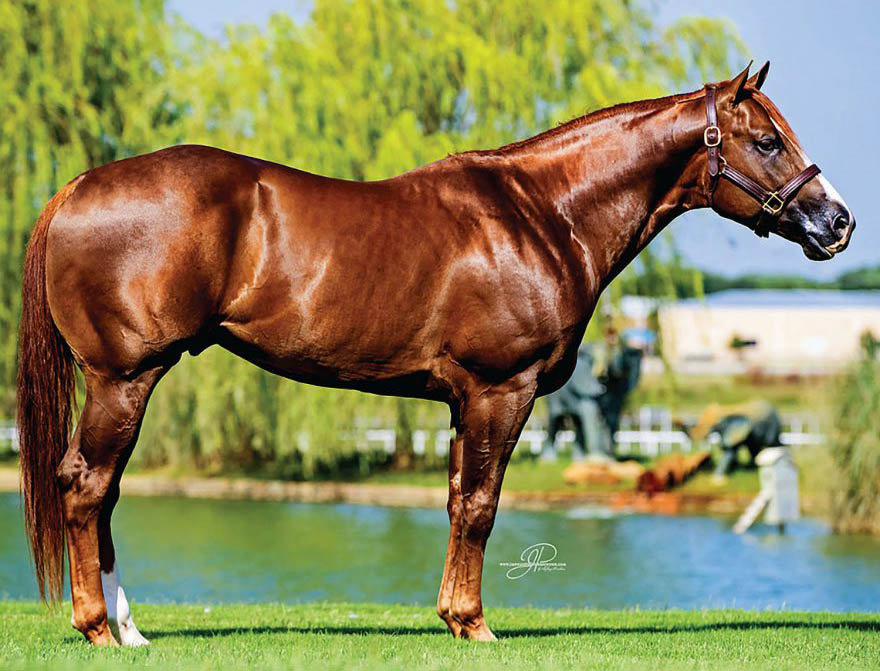 Stallions At Stud - Stable Express