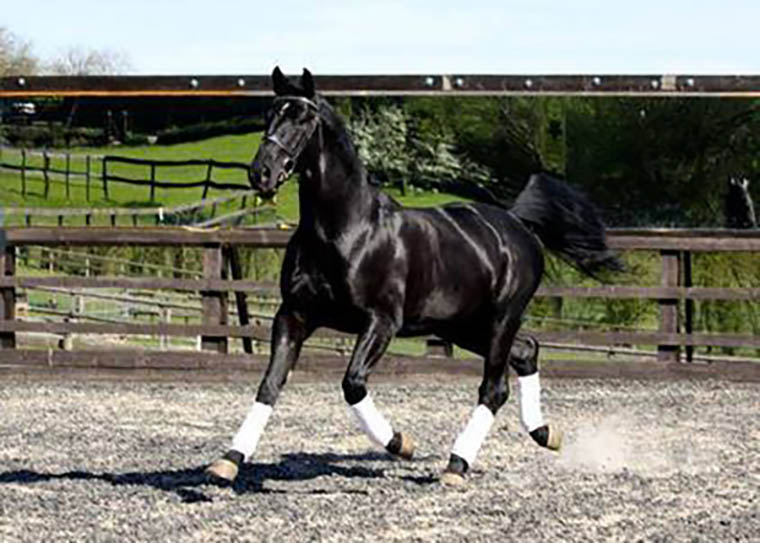 Stallions At Stud - Stable Express