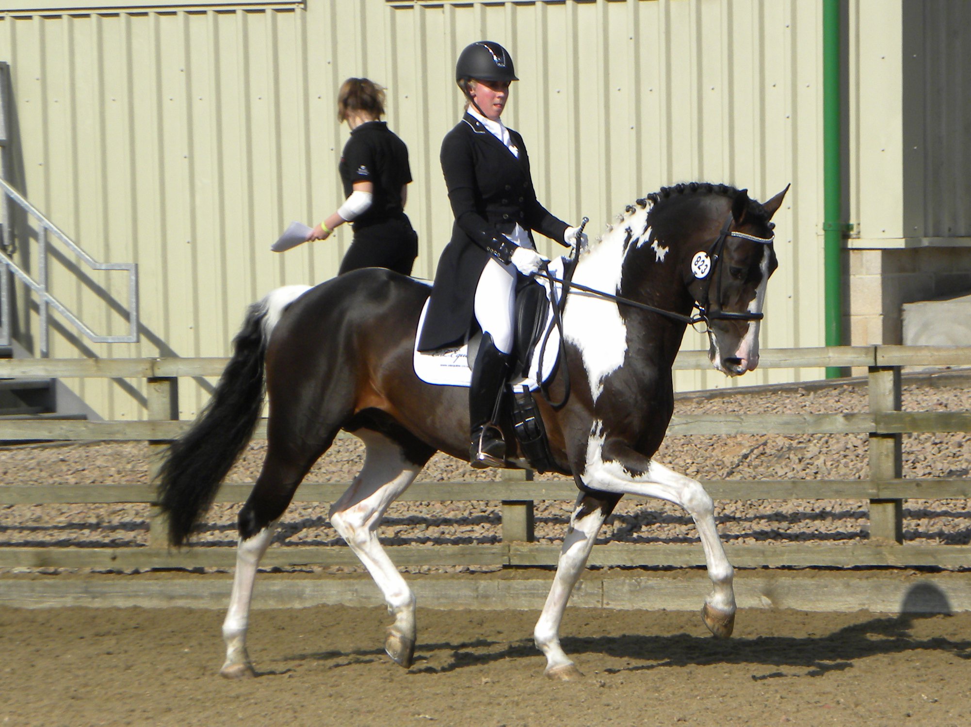 Stallions At Stud - Stable Express