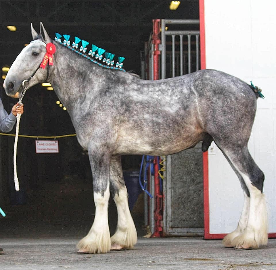 Shire Horses - Stable Express
