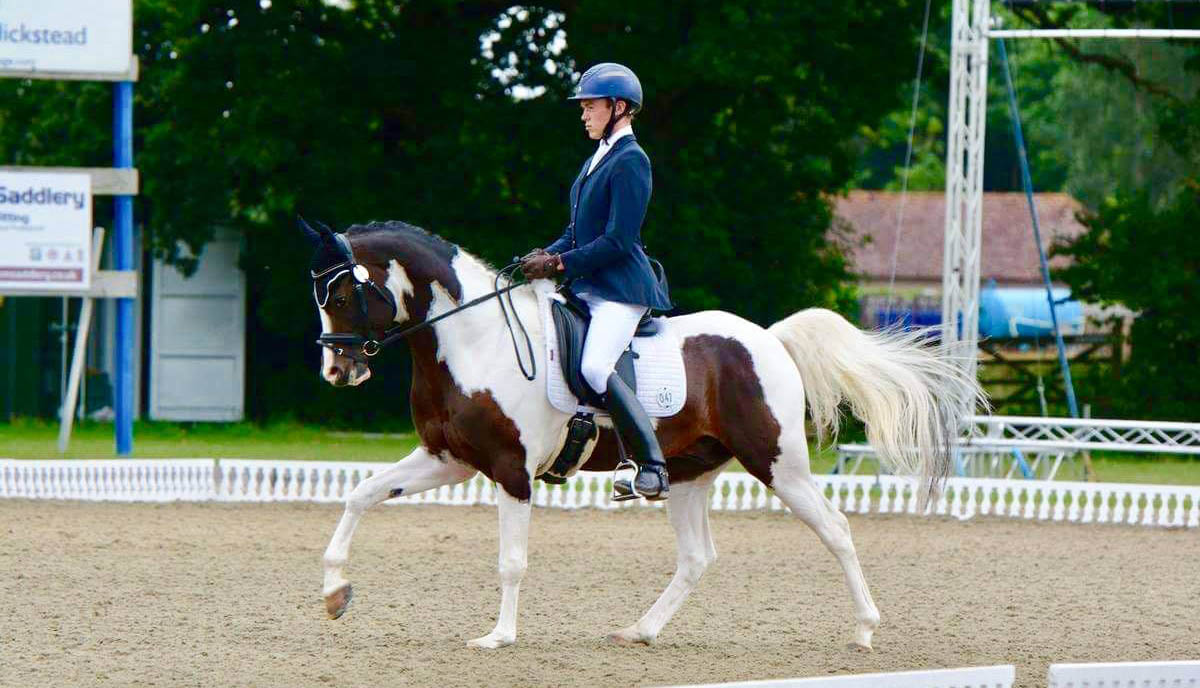 Stallions At Stud - Stable Express