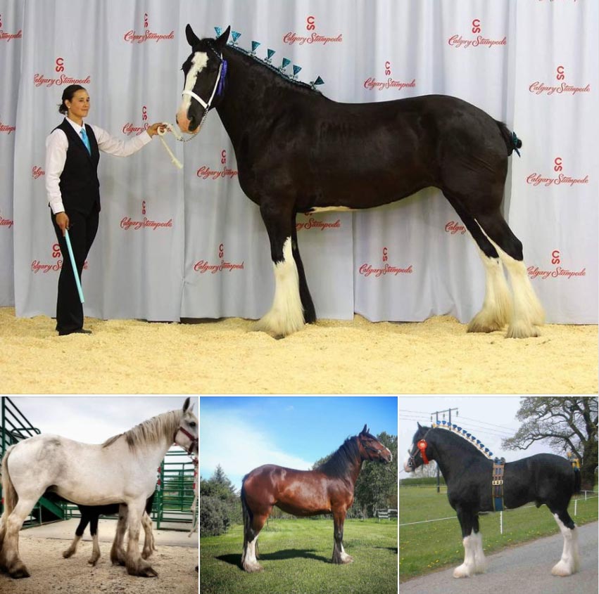 Shire Horses - Stable Express