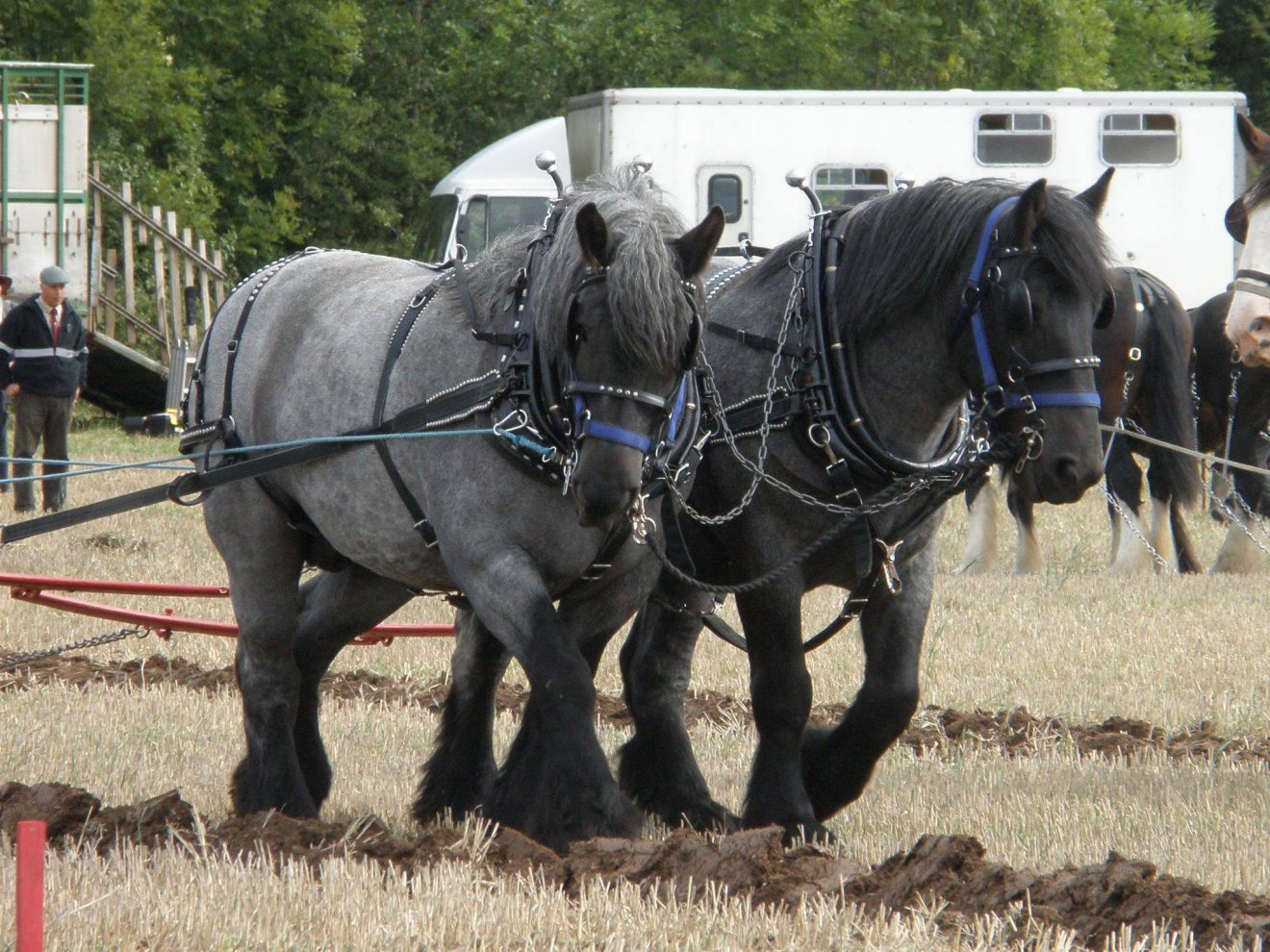 Draft Horses - StableExpress